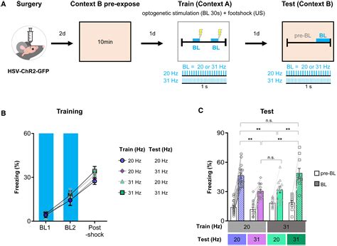 Examining The Engram Encoding Specificity Hypothesis In Mice Neuron