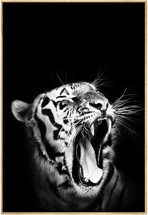 White Tiger Roar Drawing