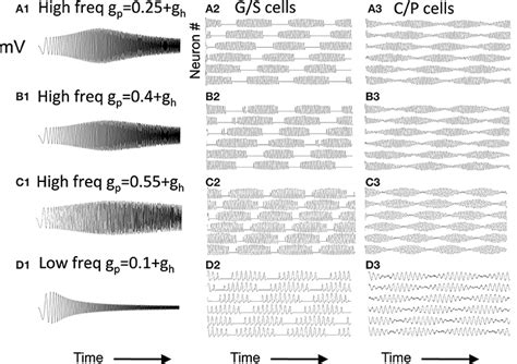 Capacity To Generate Oscillatory Interference Patterns Differs With Download Scientific Diagram