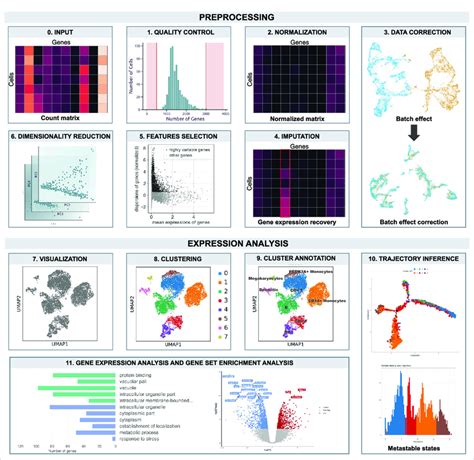 Overview Of The Workflow The Count Matrix Undergo Preprocessing And Download Scientific