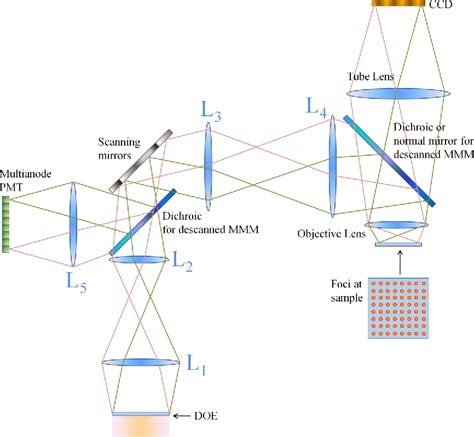 Figure 1 From Non Descanned Multifocal Multiphoton Microscopy With A Multianode Photomultiplier