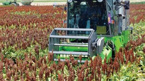 Harvest When And How To Harvest Sorghum