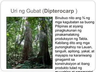 Yamang Gubat Pptx