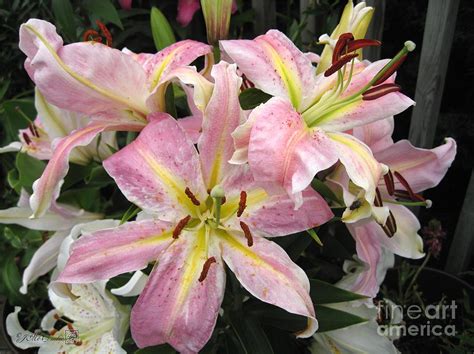 Oriental Lily Named Tom Pouce Photograph By J Mccombie Pixels