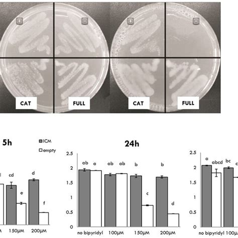 Complementation Tests Of Hocm And Hoicm A Complementation Assay Of