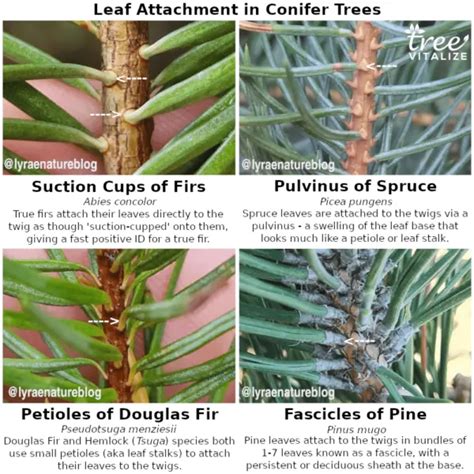 17 Different Types Of Fir Trees Their Identifying Features