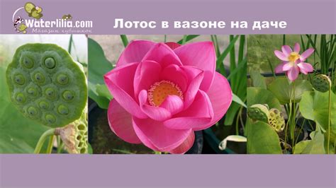 Лотос выращенный из семян дал первые семена - YouTube