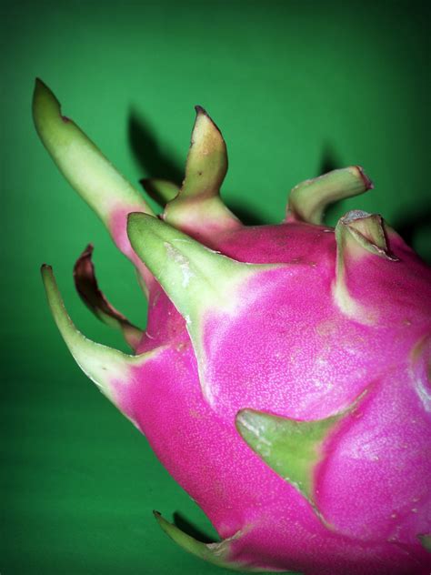 รูปภาพ ธรรมชาติ ต้นกระบองเพชร ปลูก ขาว ผลไม้ หวาน ใบไม้ กลีบดอกไม้ เปลี่ยว เอเชีย