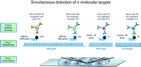 schematic illustration of the simultaneous detection of four molecular