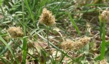 细叶苔草图册 360百科