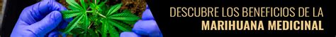 Marihuana Medicinal Qué Es Y Para Que Sirve