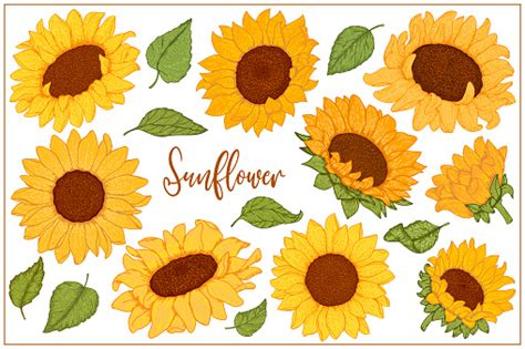 해바라기 꽃 세트 유기농 식품 벡터 낙서 손으로 그린 스케치 스타일 일러스트 레이션 컬렉션 고립 포장 메뉴 카드 포스터 인쇄를 위한 식물 학적 그림 해바라기에 대한 스톡