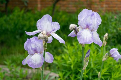 녹색 나뭇잎과 꽃 침대의 배경에 아이리스 꽃의 클로즈업 보기 아름 다운 Varietal 반 블루 퍼플 라일락 정원 홍 개화기에 대한 스톡 사진 및 기타 이미지 Istock