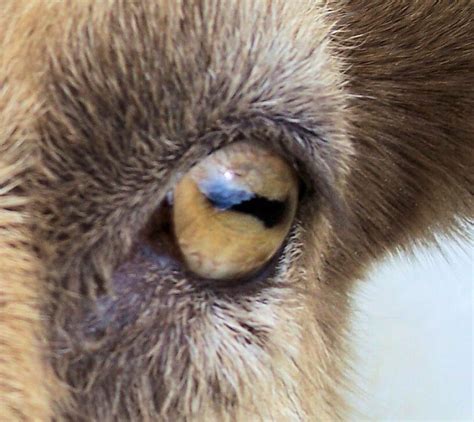 15 Fascinating Facts About Goats Discover Walks Blog