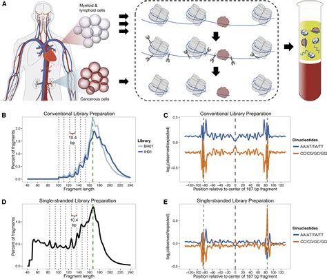 Cell Free Dna Comprises An In Vivo Nucleosome Footprint That Informs Its Tissues Of Origin Cell