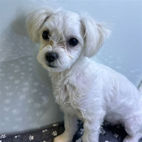 말티즈 포미 강아지책임분양 고양이책임분양 유기견책임분양 유기묘책임분양 연예인강아지분양하는곳 연예인고양이분양하는곳 골댕이무료분양 강아지입양보내기 고양이입양보내기 강아지분양