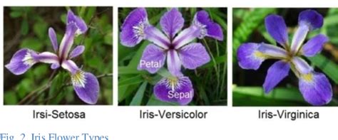 Figure 1 From Prediction Model Based On Iris Dataset Via Some Machine Learning Algorithms