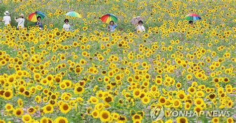 천만송이 해바라기