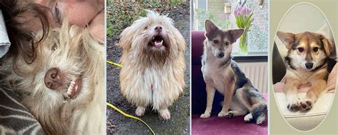 Phoebe En Berry Geadopteerd