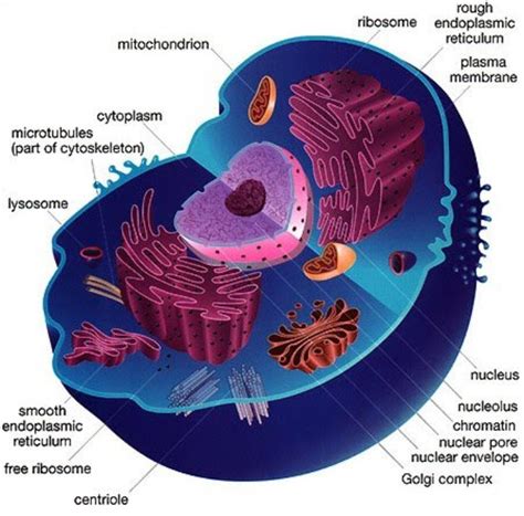 Cell Structure And Microscopy Diagram Quizlet