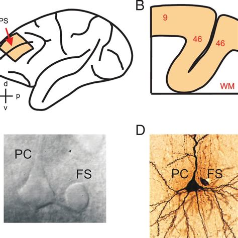 Experimental Procedures A Lateral View Of The Macaque Monkey Cortex Download Scientific