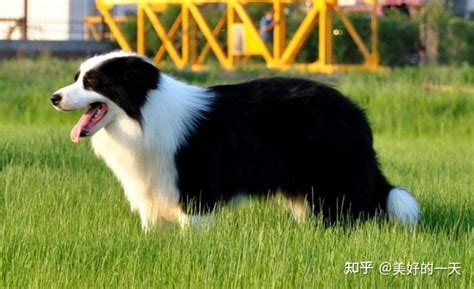 自从养了边牧后这几种病接踵而来 知乎