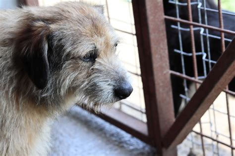 Enkelikoira Hessu Rescueyhdistys Kulkurit Ry Matkalla Kotiin