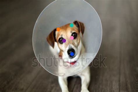 Perception As Control