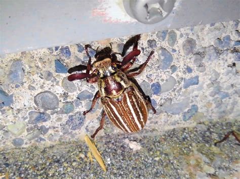 久しぶりシロスジコガネ 相模川ふれあい科学館 アクアリウムさがみはら