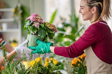 젊은 여성들이 활기찬 꽃집에서 협업하여 아름다운 꽃꽂이를 만들고 기쁨을 나눕니다 2명에 대한 스톡 사진 및 기타 이미지 2명 기업가 꽃 나무 Istock