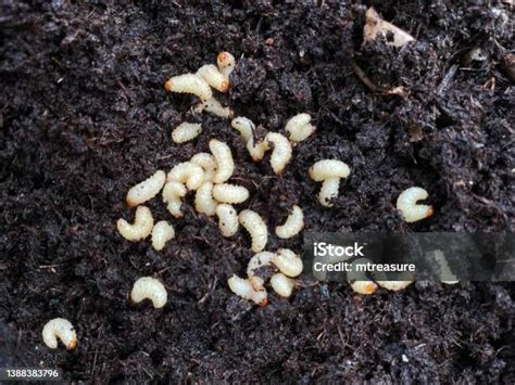 화분 식물의 뿌리를 둘러싼 퇴비에서 포도 나무 바구미 유충 의 클로즈업 이미지 식물 뿌리 시스템을 먹는 Grubs 상승 된 전망 포도나무바구미에 대한 스톡 사진 및 기타
