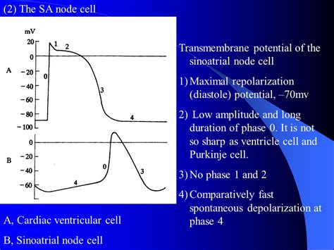 Section 2 Electrophysiology Of The Heart Ppt Download