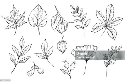 가을 꽃꽂이 윤곽선 가을 단풍 라인 아트 일러스트레이션 윤곽선 나뭇잎 배열 손으로 그린 그림 나뭇잎이 있는 가을 색칠 페이지 추수 감사절 준비 흰색으로 분리된 추수감사절