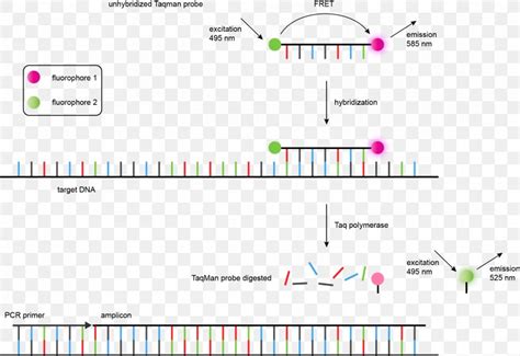 Taqman Real Time Polymerase Chain Reaction Microsatellite Single Nucleotide Polymorphism Png