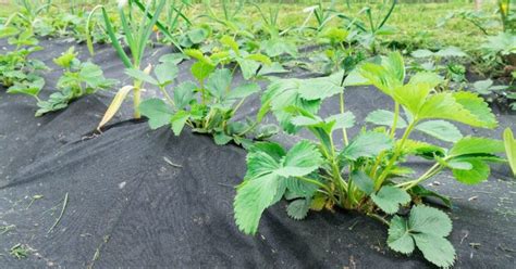 Mulch Beginners Guide To Mulching For Healthier Plants