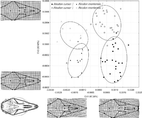 Canonical Variates Cv Analysis Of Shape Variables Partial Warps