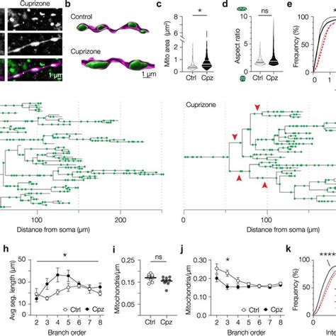 Cuprizone Induced Demyelination Enlarges Ais Mitochondria And Reduces Download Scientific