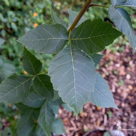 Rhus Aromatica 3 Fragrant Sumac Scioto Gardens Nursery