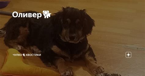 Оливер🐕 Чулко🐈Хвостики Дзен