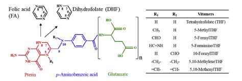 叶酸（folate）的结构、性质、代谢及生理功能简介 知乎