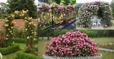 Amazing Rose Garden Ideas For Your Backyard