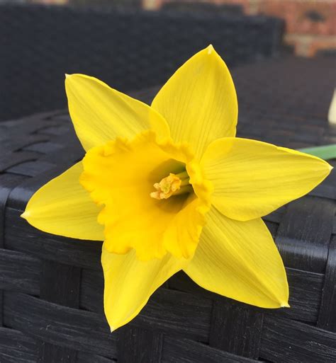 The Solar Plexus Vikki Gadd