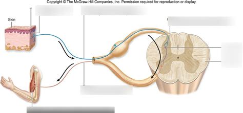 Simple Reflex Arch Diagram Quizlet