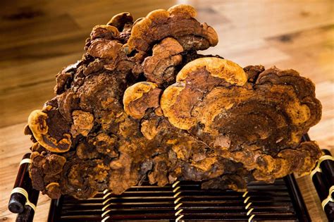 Phellinus Linteus Organic Tradekorea