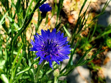 파란 꽃 아름다운 봄 Pixabay의 무료 사진 Pixabay