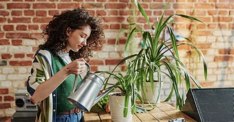 세련된 캐주얼웨어를 입은 젊은 여성이 다락방 아파트의 나무 테이블 옆에 서 있는 동안 화분에 녹색 국내 식물에 물을 주고 있다 사진 Unsplash의 여성 이미지