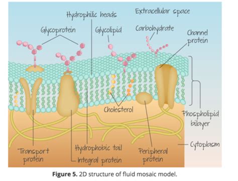 Membrane Structure Flashcards Quizlet