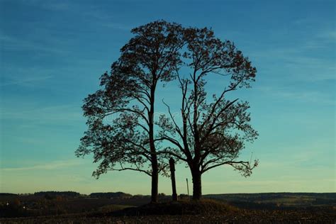 A Couple Of Love Trees Stock Image Image Of Pacov