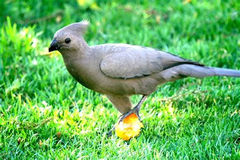 Grey Go Away Bird Birds Of South Africa · Inaturalist Mexico