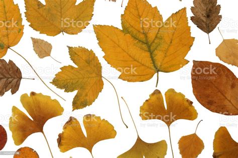 하얀 배경에 고립 된 아름다운 다양한 말린 가을 잎의 컬렉션 0명에 대한 스톡 사진 및 기타 이미지 0명 10월 11월 Istock